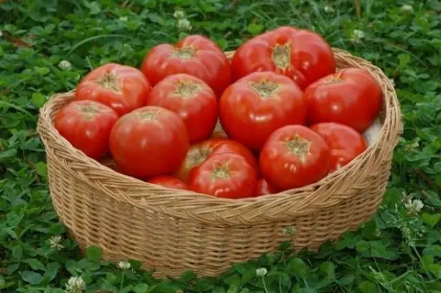 Tomato Mahitos: karakterizaĵoj kaj priskribo de la vario, recenzoj 867_5