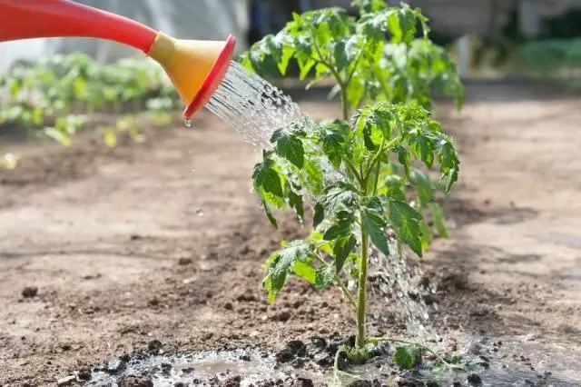 Tomato Mahitos: kenmerken en beschrijving van de variëteit, beoordelingen 867_6