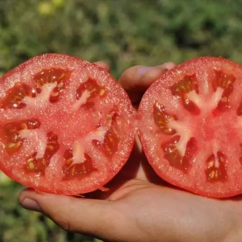 Tomato Mahitos：品種的特徵和描述，評論 867_7