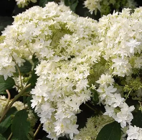 Hydrangea Hayes Starburst: описание, засаждане и грижи, снимки, рецензии 8685_1