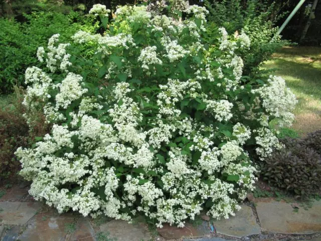 Hydrangea Hayes Starburst: paglalarawan, pagtatanim at pangangalaga, mga larawan, pagsusuri 8685_2