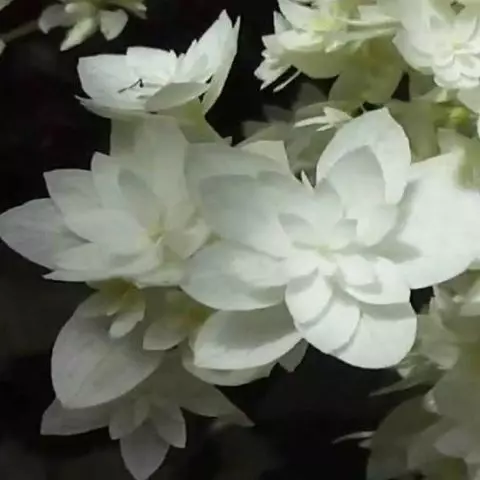 Hydrangea Hayes Starburst: описание, засаждане и грижи, снимки, рецензии 8685_4