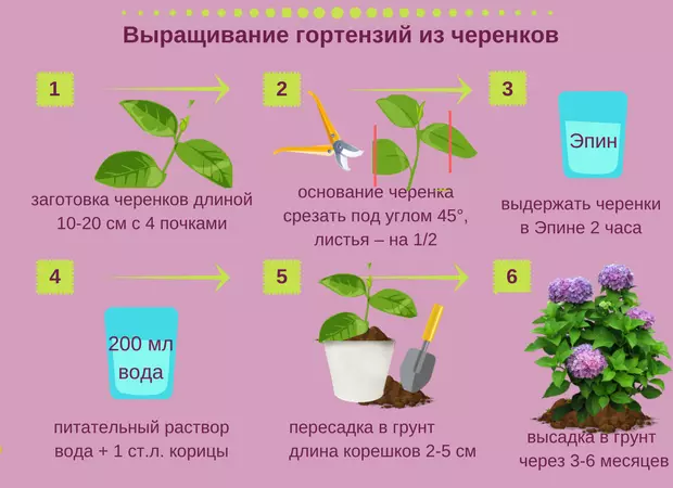 Hydrangea Hayes Starburst: описание, засаждане и грижи, снимки, рецензии 8685_6