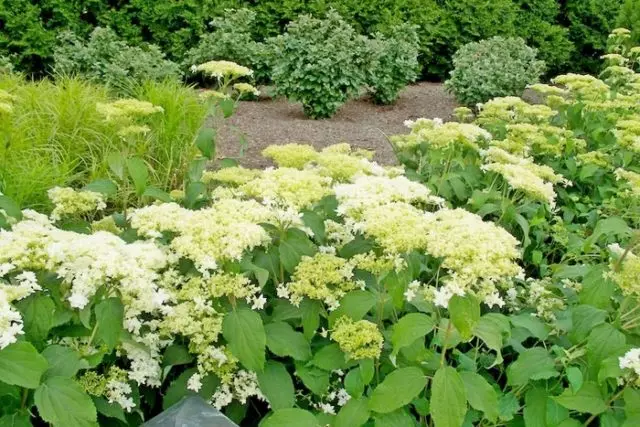 Hydrangea Hayes Starburst: paglalarawan, pagtatanim at pangangalaga, mga larawan, pagsusuri 8685_7