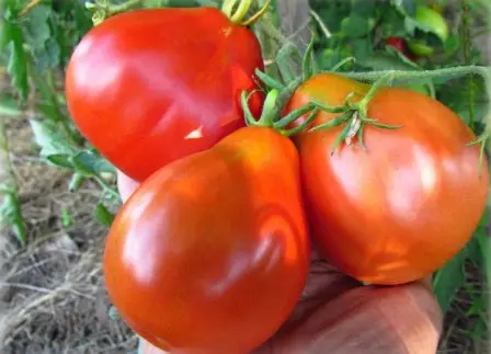 Tomato Cent funtoj: recenzoj, fotoj, rendimento