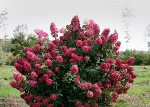 Hydrangea Magical Vesuvio: description, planting and care, reproduction, photo 8696_2