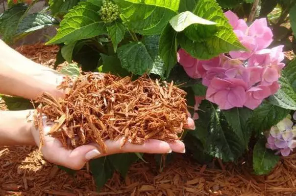 Hydrangea Jadyly Wesuwio: düşündiriş, ekmek we ideg etmek, köpeltmek, surat 8696_3