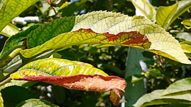 Hydrangea Magical Vesuvio: mô tả, trồng và chăm sóc, sinh sản, ảnh 8696_5