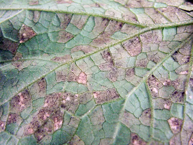 Hydrangea Jadyly Wesuwio: düşündiriş, ekmek we ideg etmek, köpeltmek, surat 8696_6