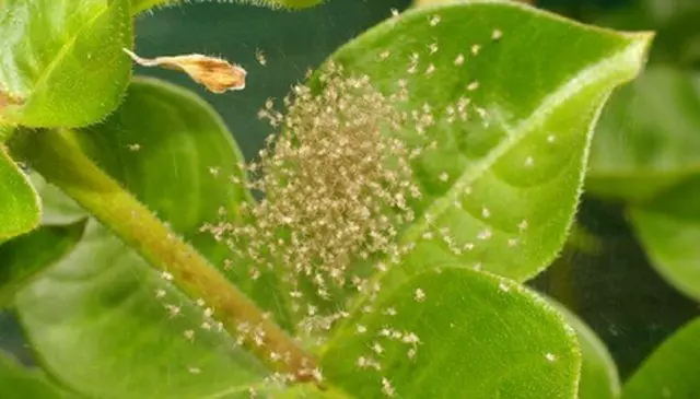 繡球花魔法維蘇威：描述、種植和護理、繁殖、照片 8696_8