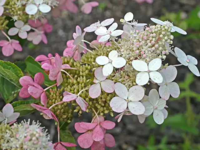 Hydrangea Big Ben: disgrifiad, plannu a gofal, caledwch y gaeaf, lluniau, adolygiadau 8699_1