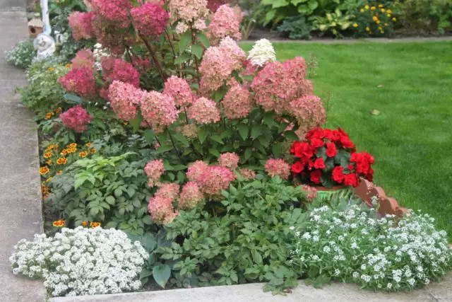 Hydrangea Big Ben: Beschreiwung, Planzung a Fleeg, Wanterhärkeet, Fotoen, Bewäertungen 8699_3