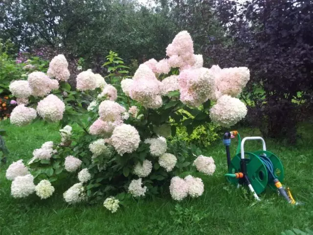 Hydrangea Big Ben: تەسۋىرلەش ، تېرىش ۋە پەرۋىش قىلىش ، قىشتىكى جاپالىق ، سۈرەت ، ئوبزور 8699_4