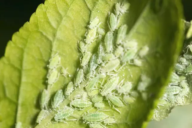 Hydrangea Big Ben: disgrifiad, plannu a gofal, caledwch y gaeaf, lluniau, adolygiadau 8699_7