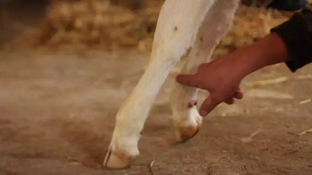 Wéi kaalt fir séier Wuesstum ze ernähren: Fudder a Wuesstemshormone fir Véi