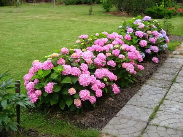 Hydrangea Ayesha me gjethe të mëdha: përshkrim, mbjellje dhe kujdes, foto, rishikime 8700_3