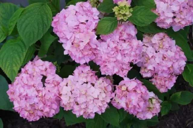 Hydrangea Ayesha me gjethe të mëdha: përshkrim, mbjellje dhe kujdes, foto, rishikime 8700_4