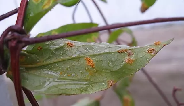 Яагаад clematis шар болж, хатаж байна 8708_13