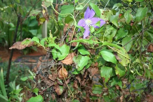 ហេតុអ្វីបានជា clematis ប្រែទៅជាពណ៌លឿងហើយស្ងួត 8708_5