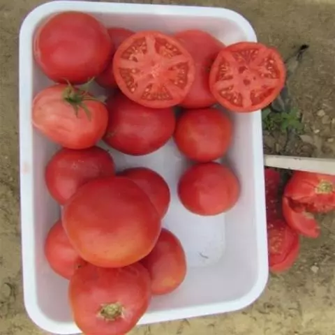 Tomato Tarpan F1: mô tả, đánh giá 870_2