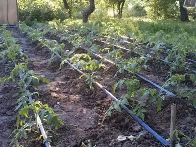 Tomato Tarpan F1: mô tả, đánh giá 870_5