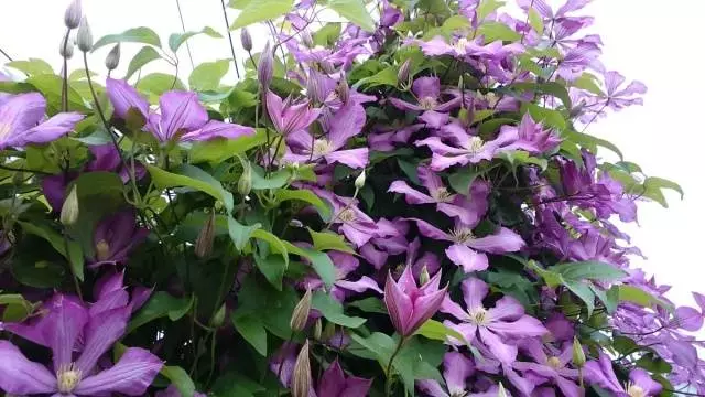 Clematis in Siberia: semina e cura + foto 8714_11