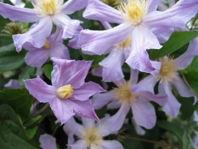 Clematis a Sibirien: Planzung a Fleeg + Foto 8714_12