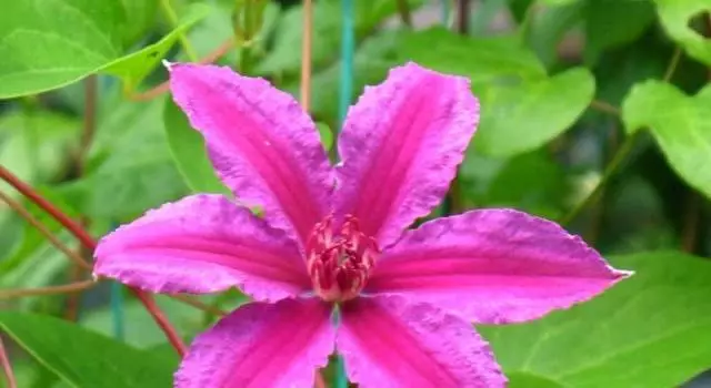 Clematis en Siberia: plantación e coidado + foto 8714_16