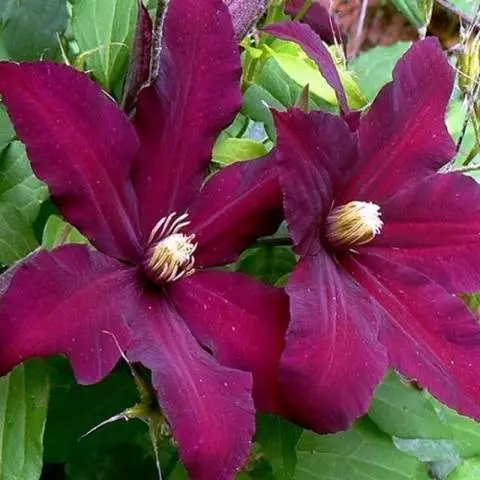 Clematis a Sibirien: Planzung a Fleeg + Foto 8714_18