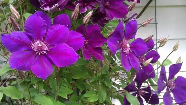 Clematis yn Sibearje: plantsje en fersoargje + foto 8714_19