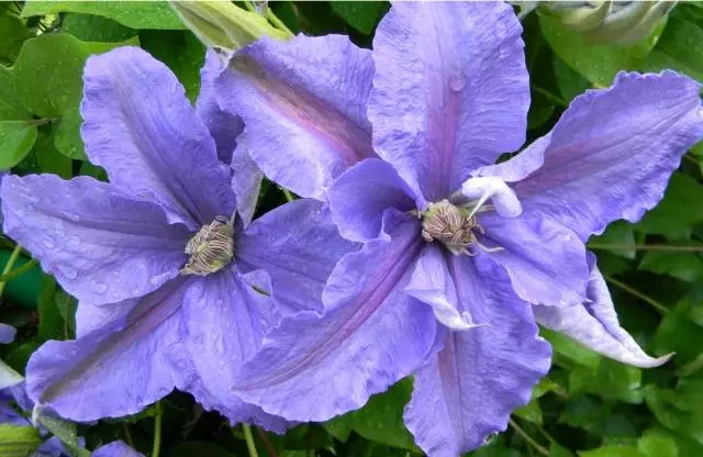 Clematis en Siberia: plantación e coidado + foto 8714_25