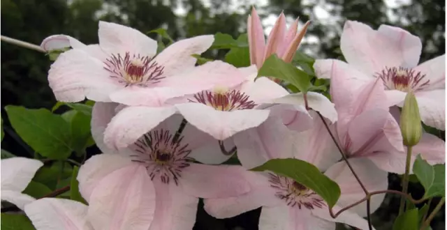 Clematis në Siberi: mbjellje dhe kujdes + foto 8714_26