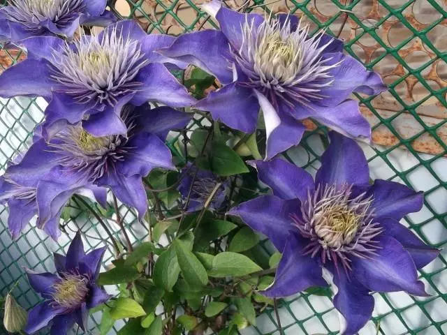 Clematis in Siberia: planting and care + photo 8714_28