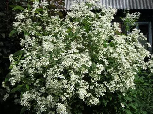 Clematis in Siberia: semina e cura + foto 8714_30