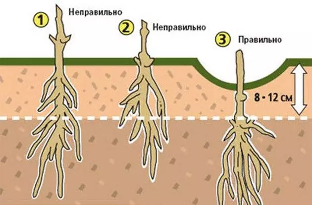 Clematis in Siberia: semina e cura + foto 8714_31