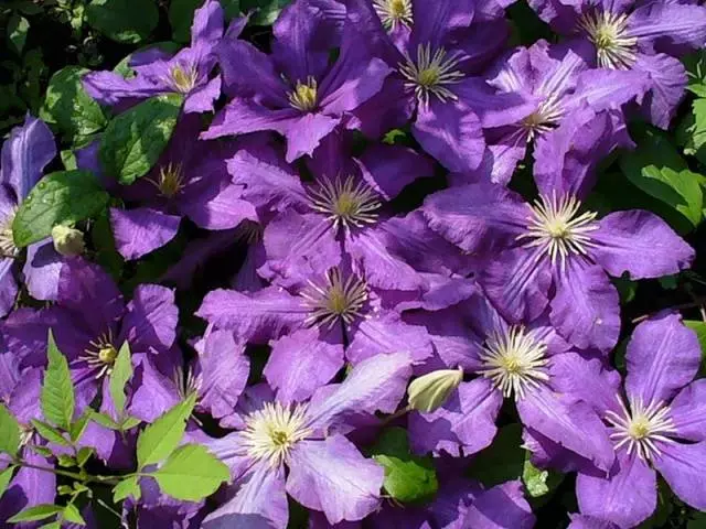 Clematis nan Siberia: plante ak swen + foto 8714_32