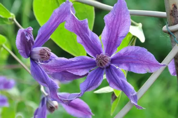 Clematis di Siberia: melak sareng ngurus + poto 8714_35