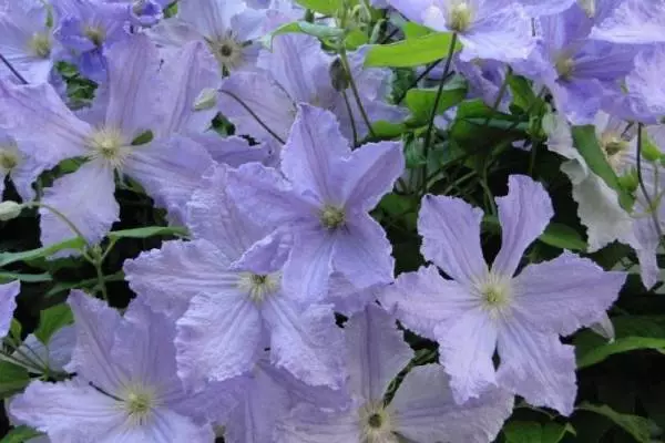 Clematis in Siberia: semina e cura + foto 8714_39