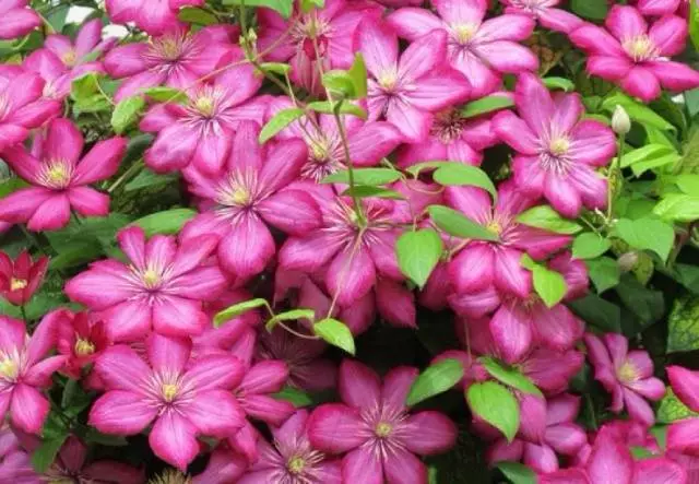 Clematis in Siberia: semina e cura + foto 8714_46