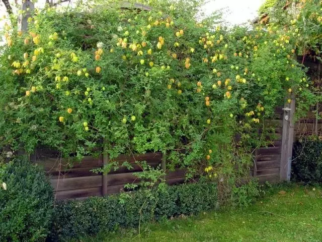 Clematis în Siberia: plantare și îngrijire + fotografie 8714_5