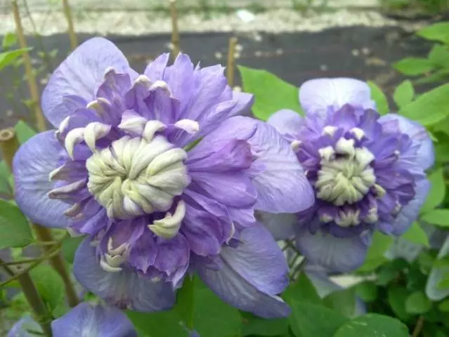 Clematis di Siberia: melak sareng ngurus + poto 8714_52