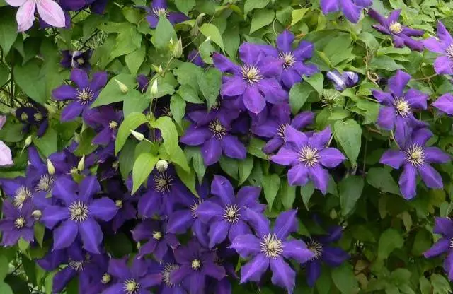 Clematis en Siberia: plantación e coidado + foto 8714_8