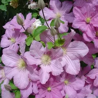 Clematis in Siberia: semina e cura + foto 8714_9