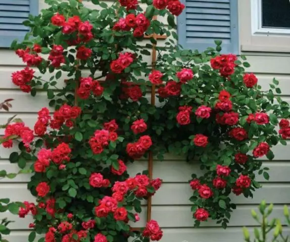 Climbing roses for the Moscow region: frost-resistant, shade-tolerant, yellow, varieties without thorns, reviews 8719_1