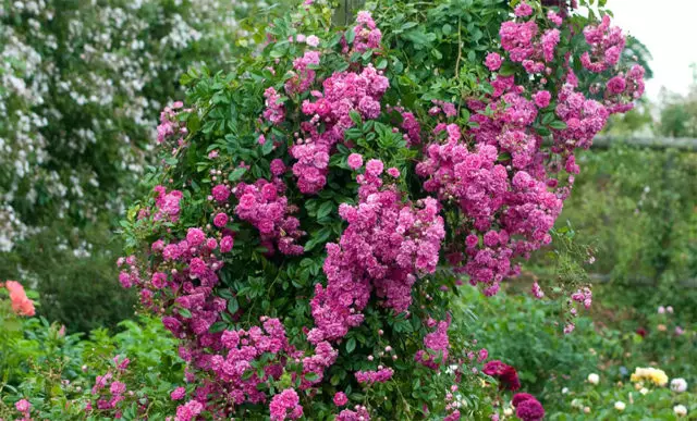 Climbing roses for the Moscow region: frost-resistant, shade-tolerant, yellow, varieties without thorns, reviews 8719_10