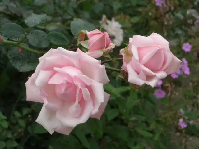 Climbing roses for the Moscow region: frost-resistant, shade-tolerant, yellow, varieties without thorns, reviews 8719_12