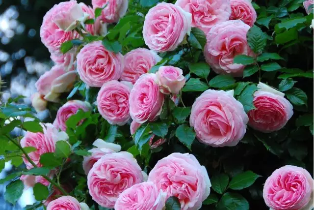 Climbing roses for the Moscow region: frost-resistant, shade-tolerant, yellow, varieties without thorns, reviews 8719_14