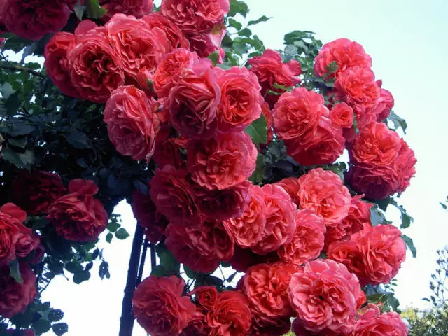 Climbing roses for the Moscow region: frost-resistant, shade-tolerant, yellow, varieties without thorns, reviews 8719_15