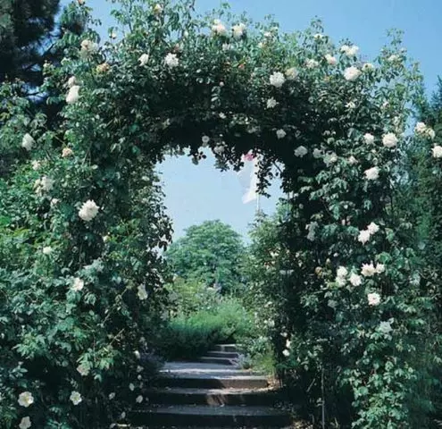 Climbing roses for the Moscow region: frost-resistant, shade-tolerant, yellow, varieties without thorns, reviews 8719_16