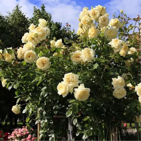 Climbing roses for the Moscow region: frost-resistant, shade-tolerant, yellow, varieties without thorns, reviews 8719_17